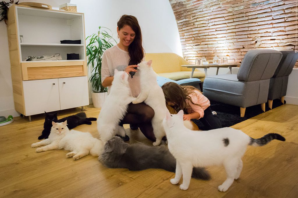 Bar à chats à Toulouse : gourmandises et ronronthérapie - Grizette