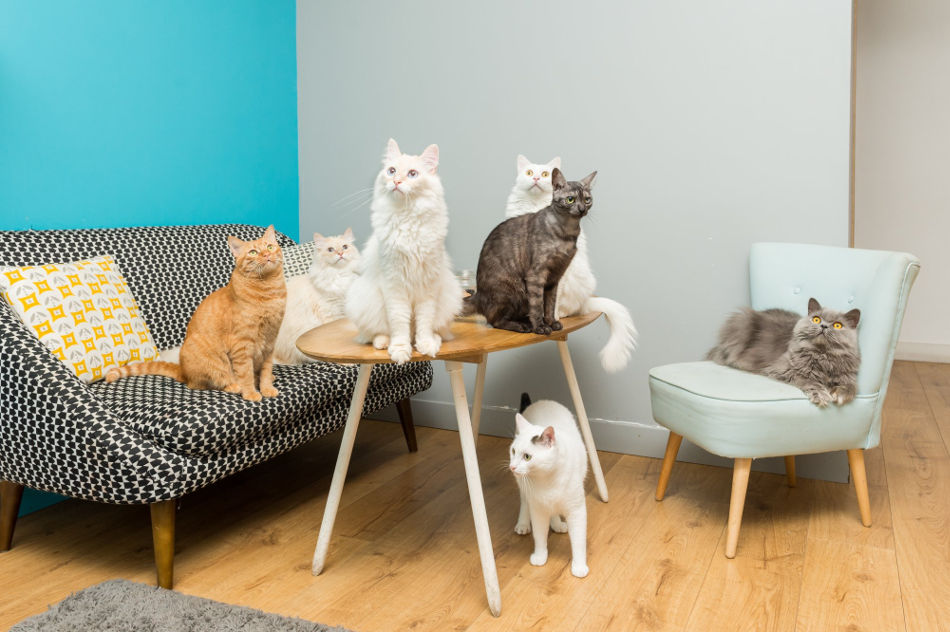 Bar à chats à Toulouse : gourmandises et ronronthérapie - Grizette