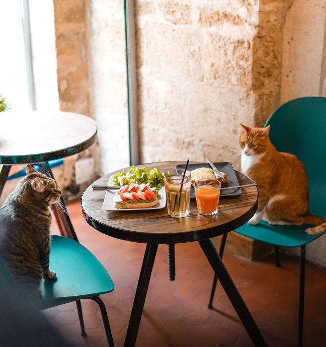 Bar à chats à Montpellier : un goûter qui ronronne - Grizette
